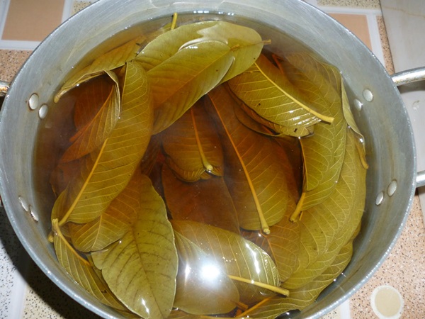 Guava Leaves For All Season - Mommy Iris | Top Lifestyle Blogger ...