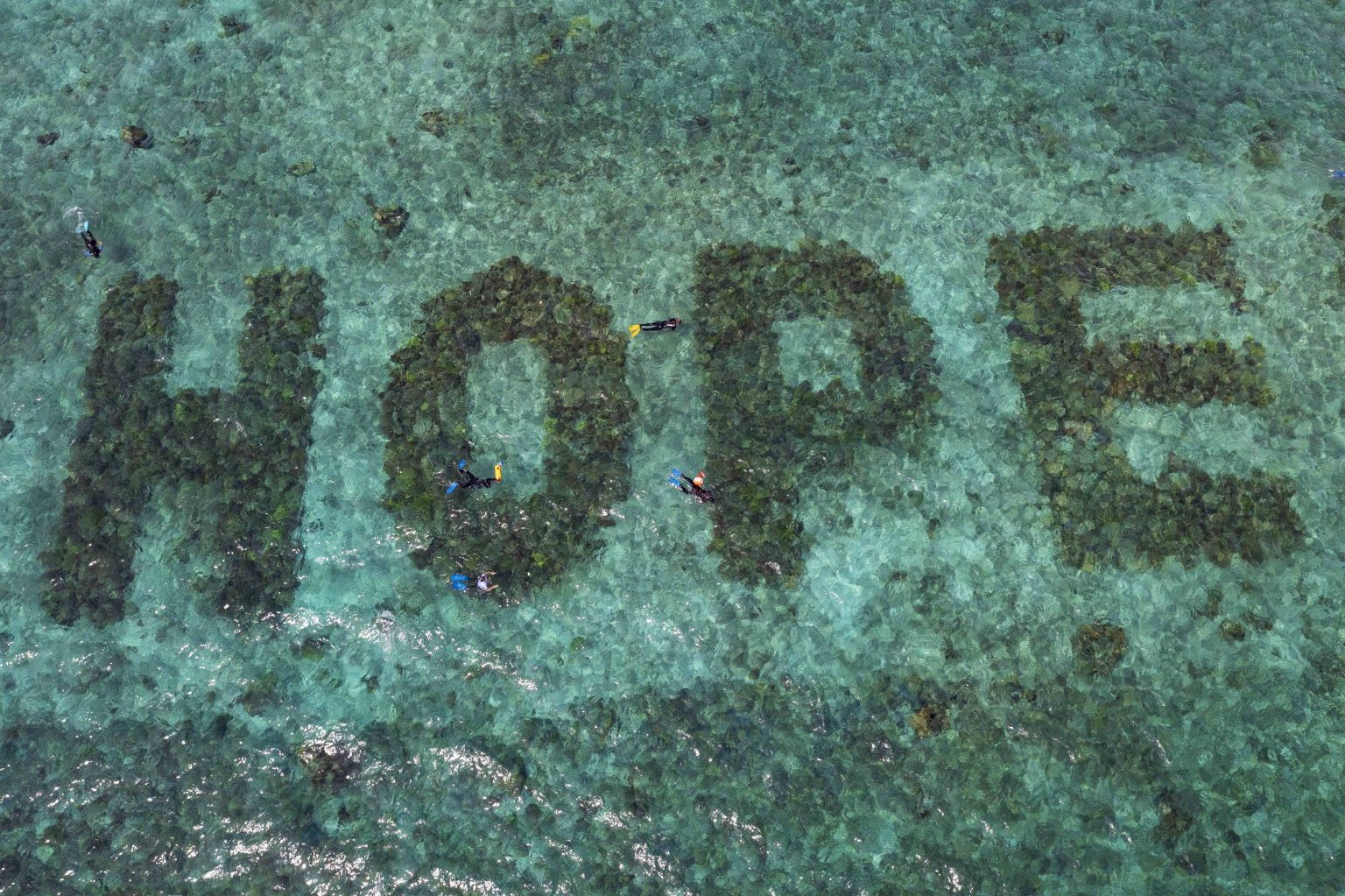 SHEBA® Hope Advocate Program: The Next Phase in the World’s Largest ...