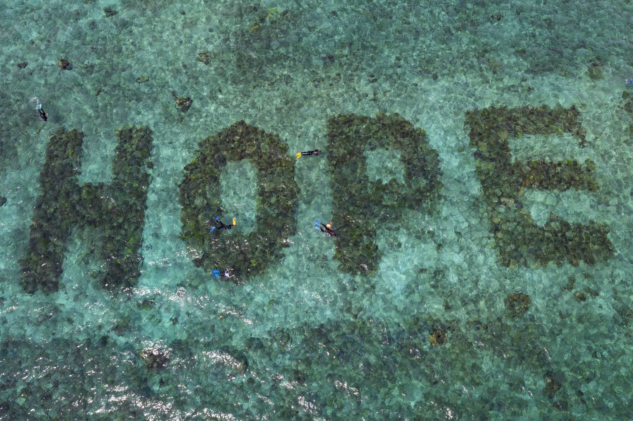 SHEBA® Hope Advocate Program: The Next Phase in the World’s Largest ...